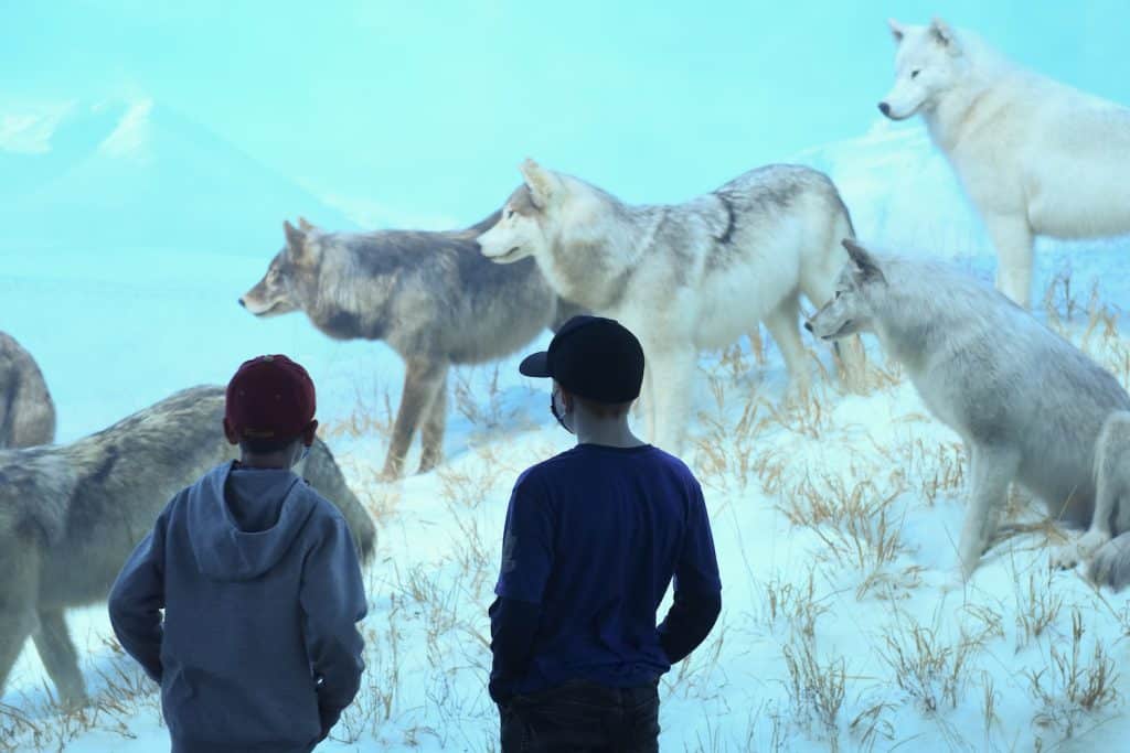 Get Free Attraction, Museum & Park Passes at Local Libraries - Mile ...