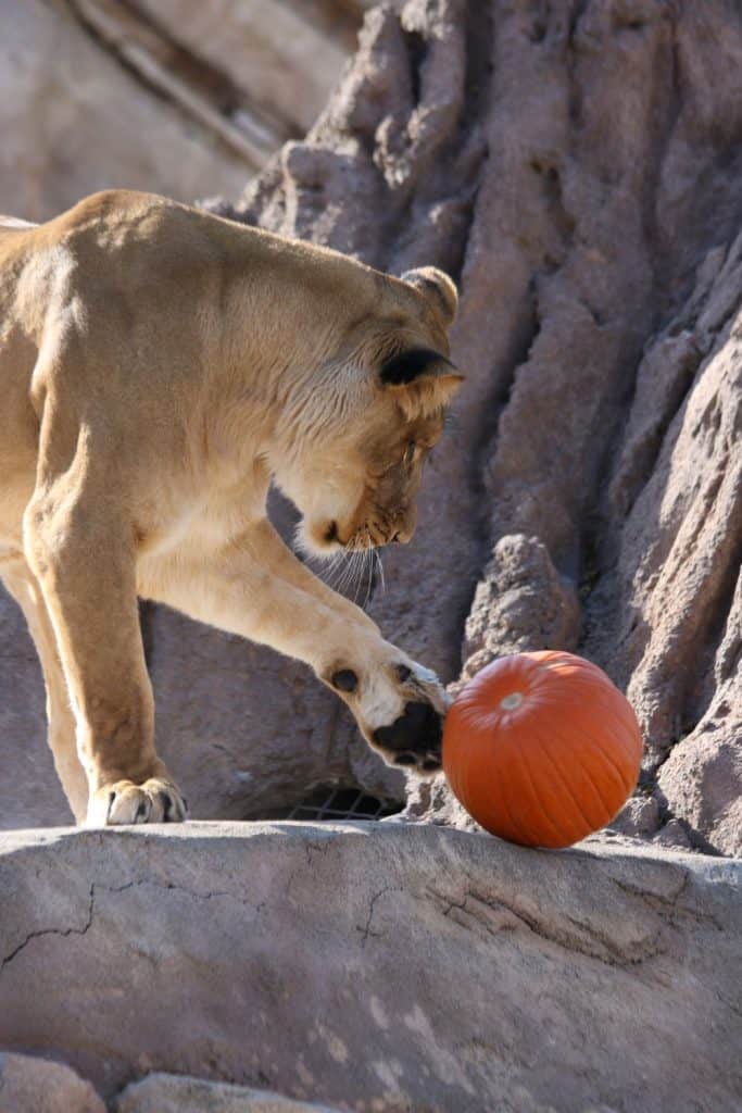 A Whole New 'Boo At The Zoo'. Get Your Tickets Now - Mile High on the Cheap