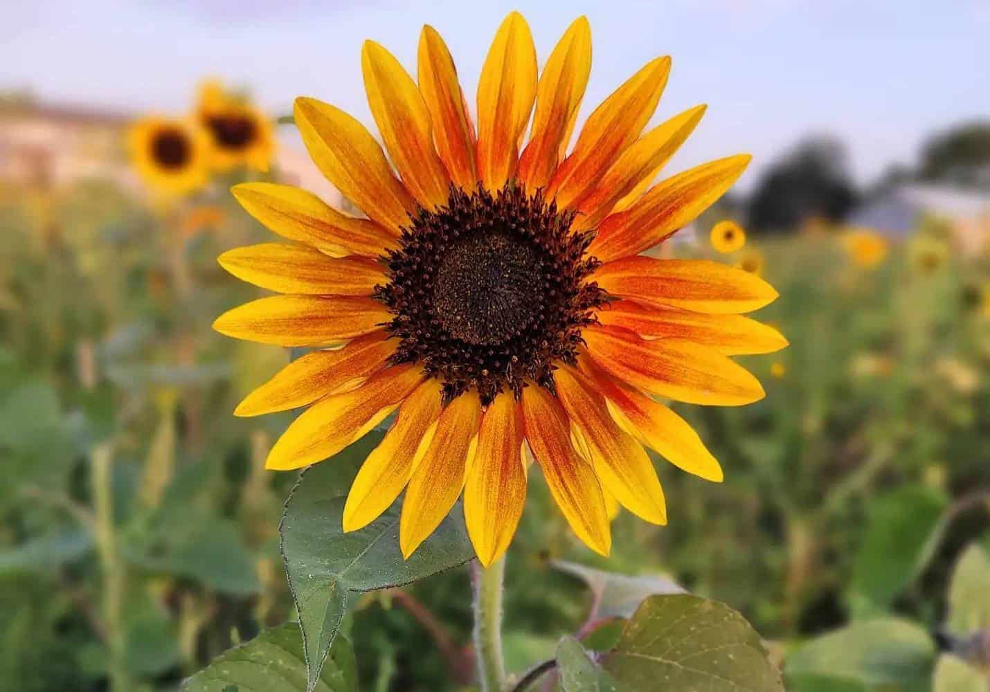 10 Farms and Orchards Where You Can Pick Your Own In 2023 - Mile High ...