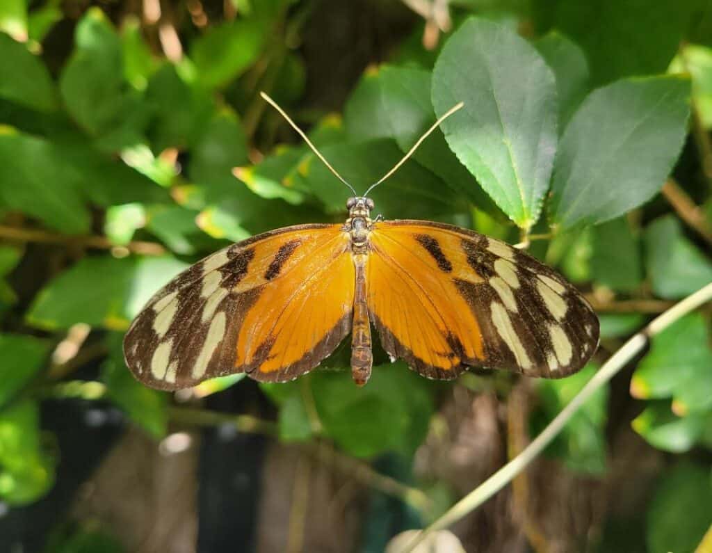 The Butterfly Pavilion Is The Perfect Escape For Bug Lovers & Insect ...