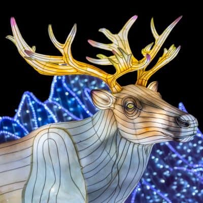 Glowing Wild Lights Up The Denver Zoo This Spring. Watch New Video ...