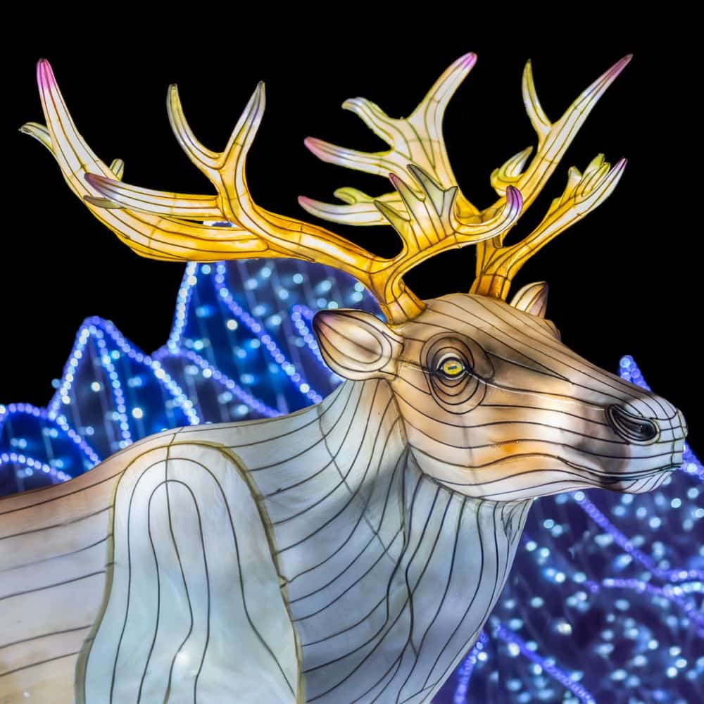 Glowing Wild Lights Up The Denver Zoo This Spring. Watch New Video ...